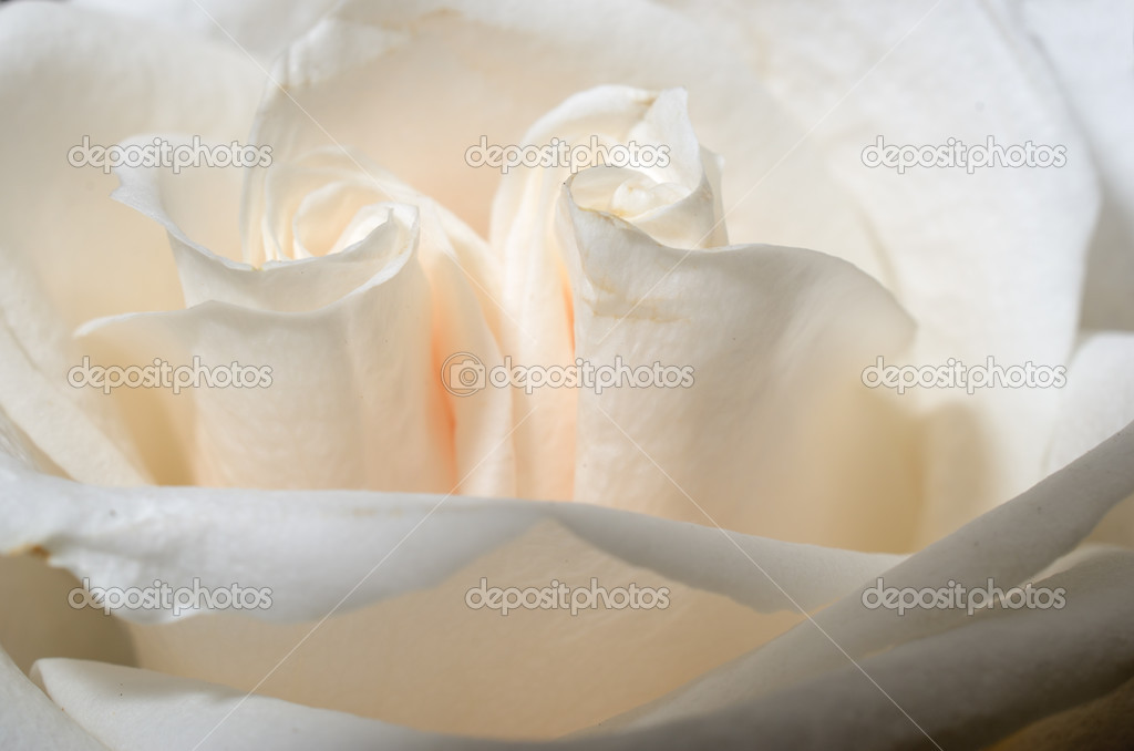 Beautiful tea rose petals close up — Stock Photo © ollikainen #34385413