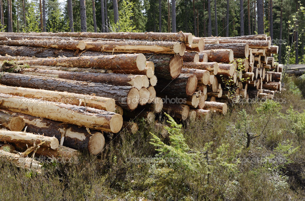 Felled in the forest trees Stock Photo by ©ollikainen 46966157