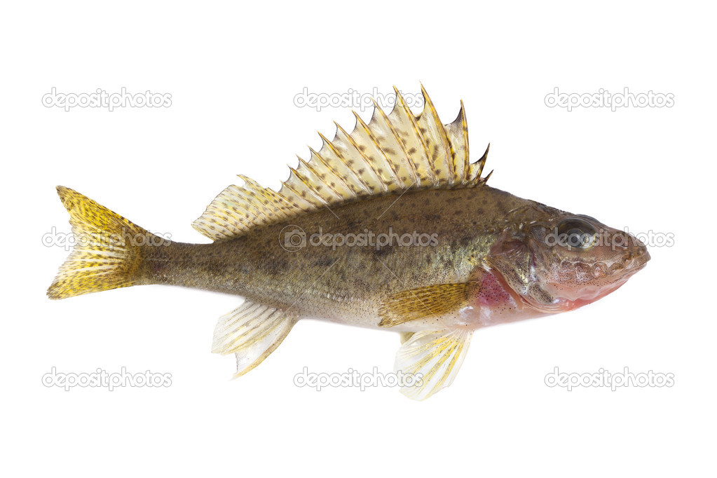 Fish ruff Stock Photo by ©Ohotnik 39545253