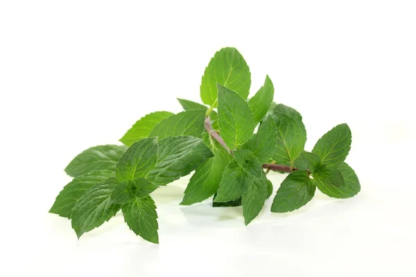 Peppermint Stock Photo by ©silencefoto 13547396