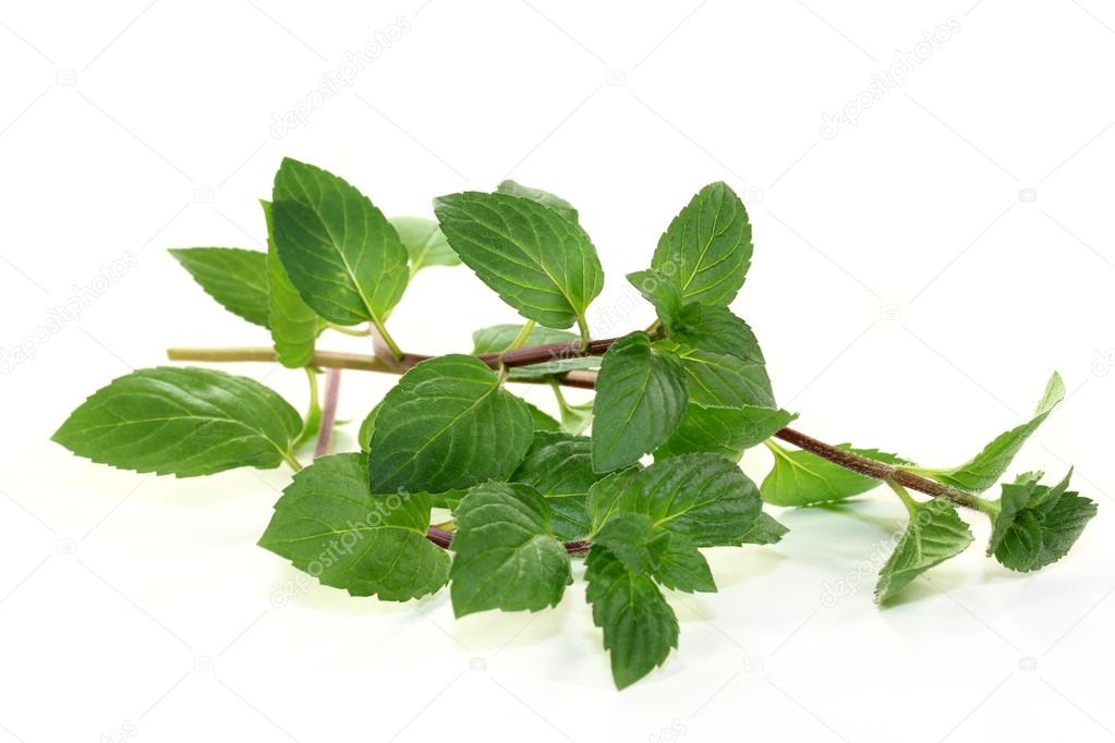 Peppermint Stock Photo by ©silencefoto 13547396