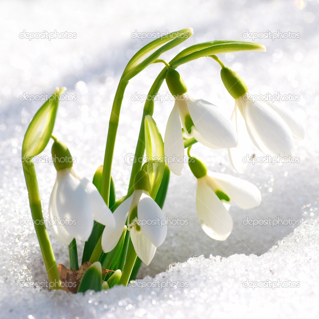 Spring snowdrop flowers — Stock Photo © dovapi #20386261
