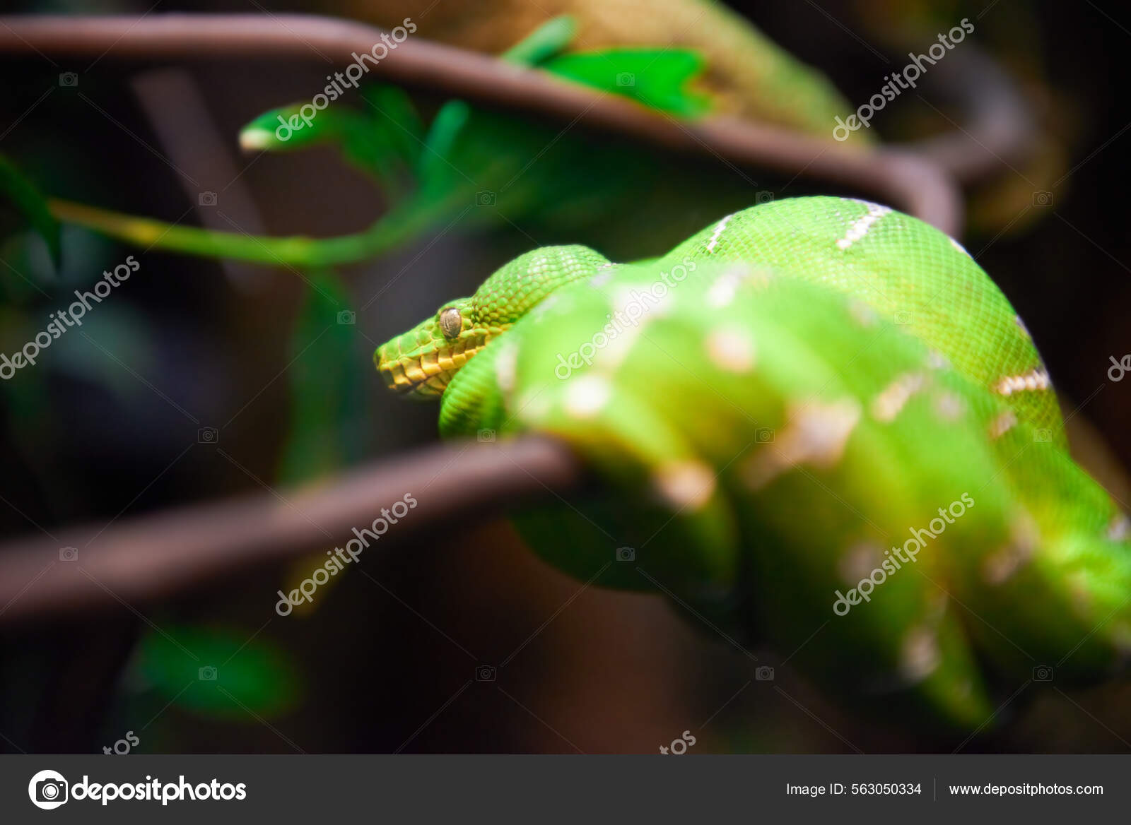 Green Snake Morelia Viridis Sitting Tree — Stock Photo © dovapi #563050334
