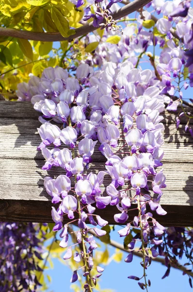 Wisteria in bloom Stock Photos, Royalty Free Wisteria in bloom Images ...
