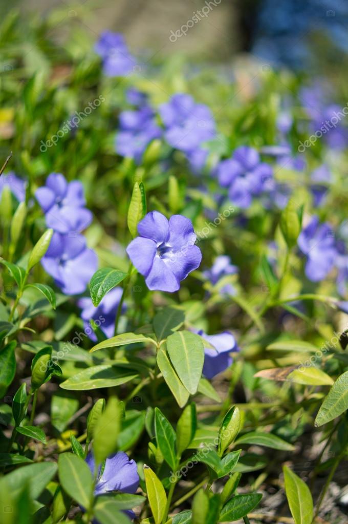 Vinca flowers Stock Photo by ©Elet_1 43520739