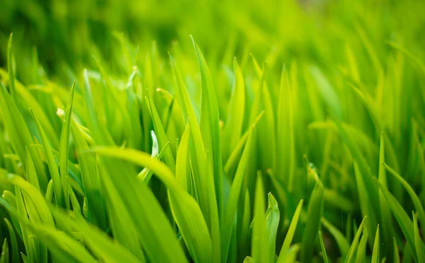 Temple grass Stock Photos, Royalty Free Temple grass Images | Depositphotos