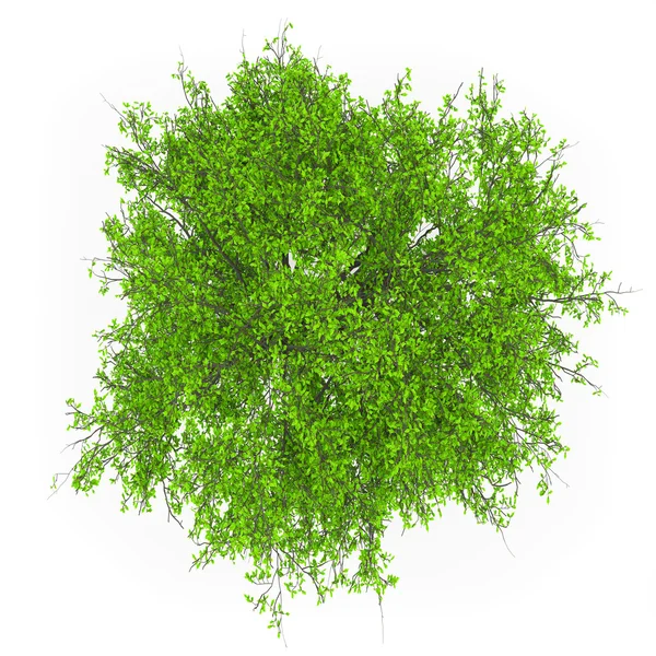 Tree plan view photoshop - titomeet