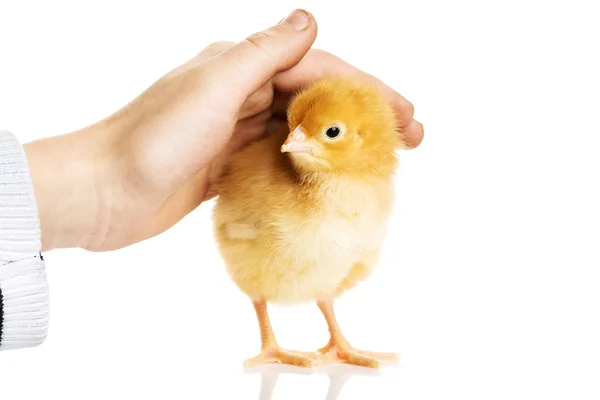 Pollo chiquito fotos de stock, imágenes de Pollo chiquito sin royalties ...