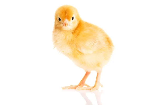 Pollo chiquito fotos de stock, imágenes de Pollo chiquito sin royalties ...