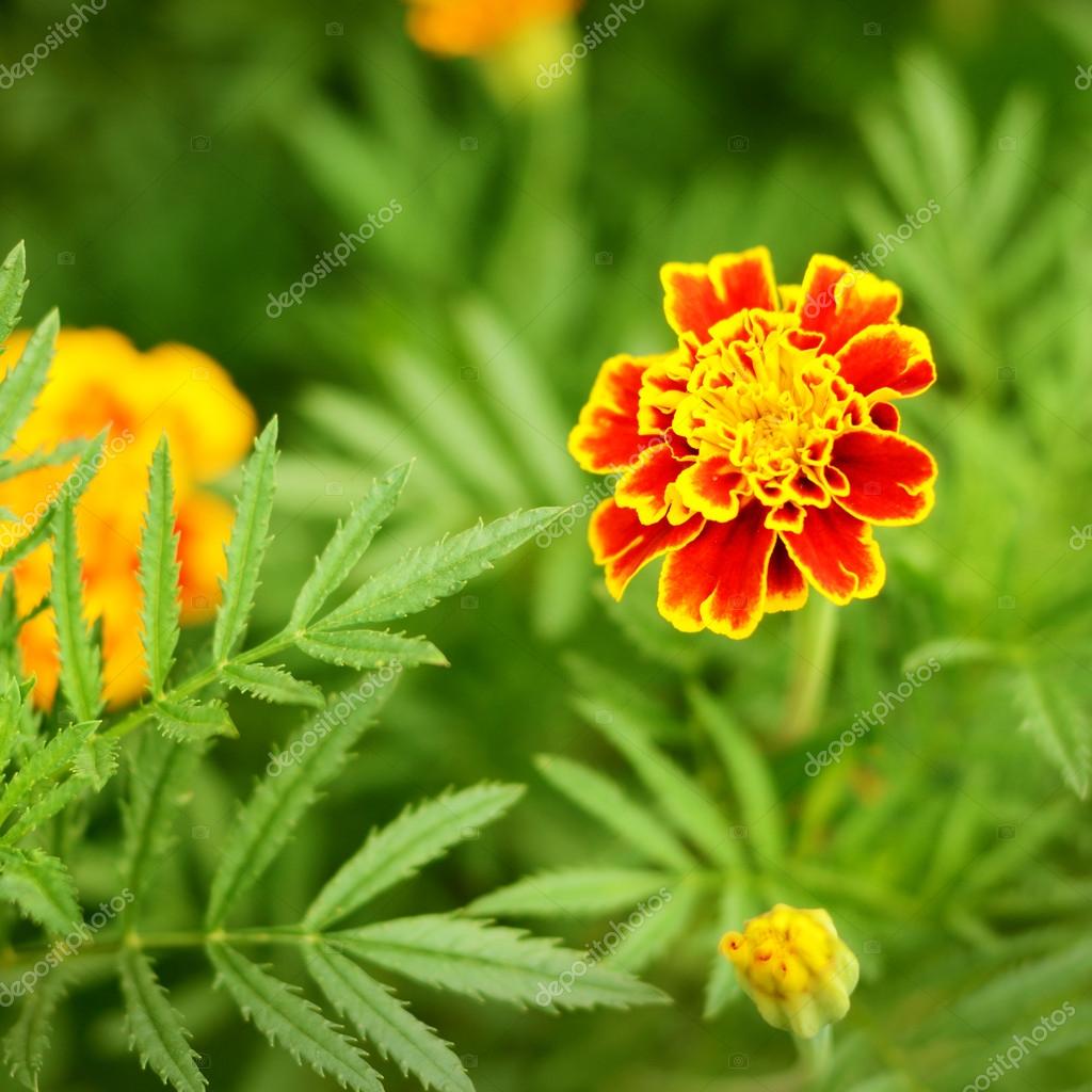 Tagetes Stock Photo by ©e_mikh 19877981