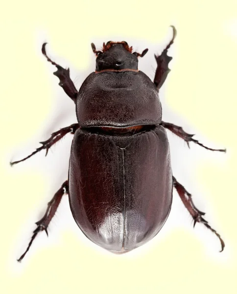 Beetle Stock Photos, Royalty Free Beetle Images | Depositphotos