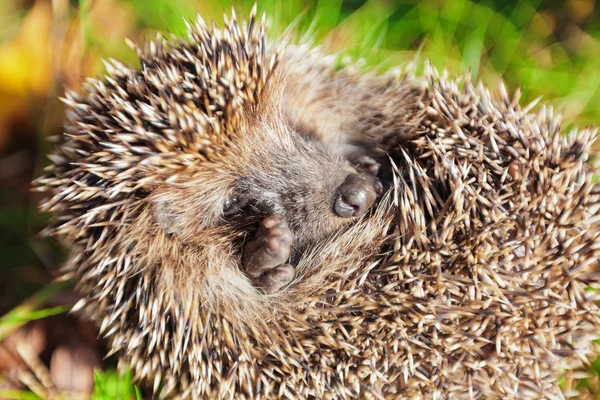 Hedge hog Stock Photos, Royalty Free Hedge hog Images | Depositphotos®