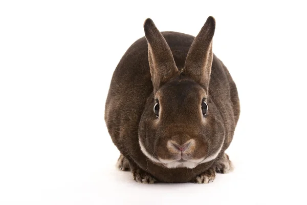 Rabbit (rear view) — Stock Photo © FotoJagodka #5278723