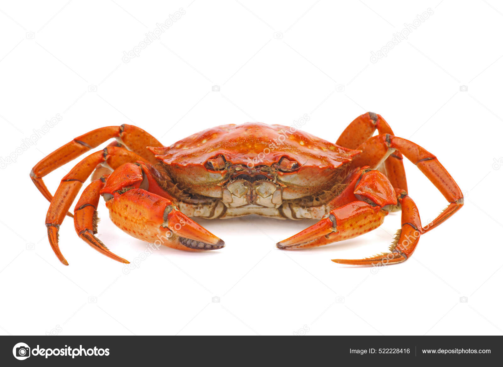 Boiled Crab White Background — Stock Photo © digitalr #522228416
