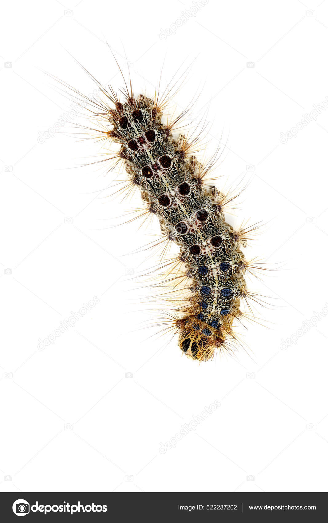 Fall Webworm Moth Larva Crawl White Background Stock Photo by ©digitalr ...