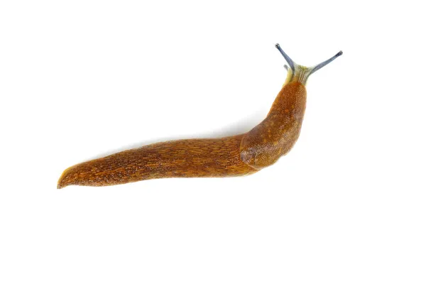 A meztelen csiga Stock Photos, Royalty Free A meztelen csiga Images ...