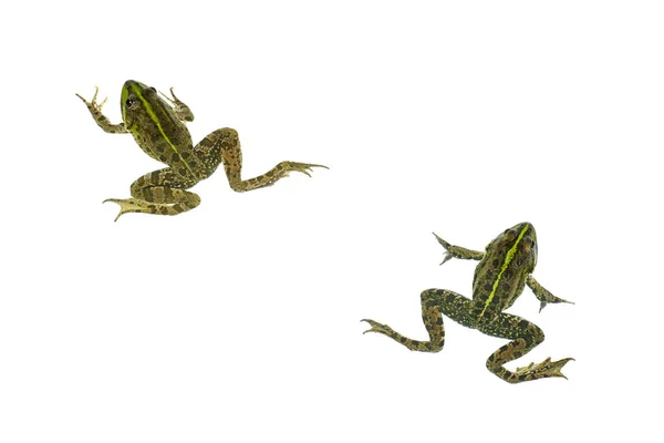100,000 Leaping frog Vector Images | Depositphotos