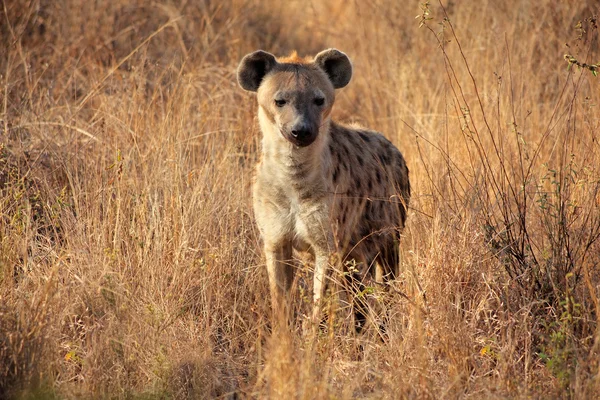 Spotted hyena portrait — Stock Photo © EcoPic #101585208