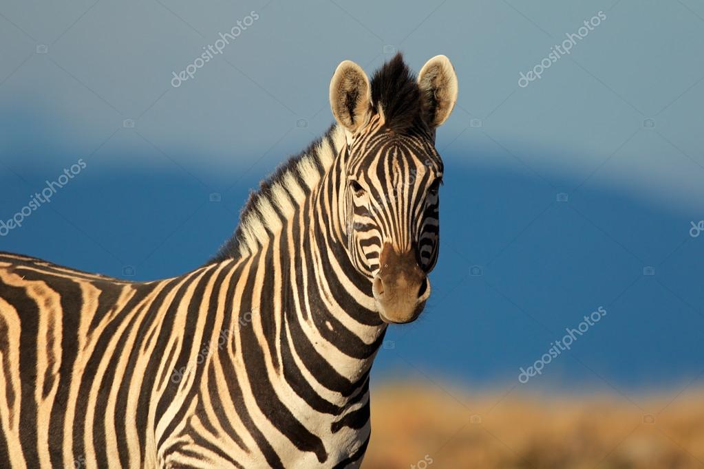 Plains Zebra portrait — Stock Photo © EcoPic #31873683