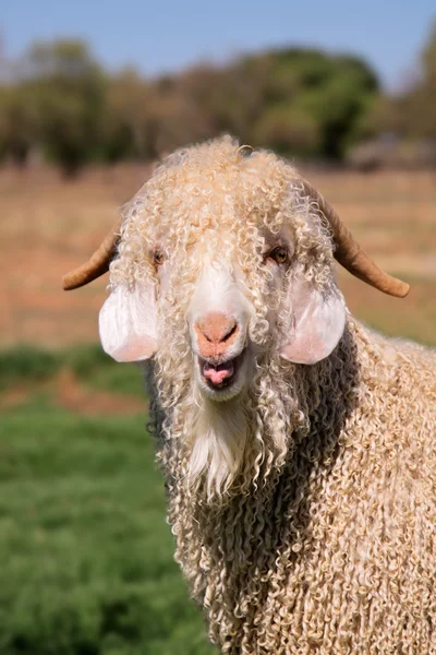 Angora goat — Stock Photo © EcoPic #3111286