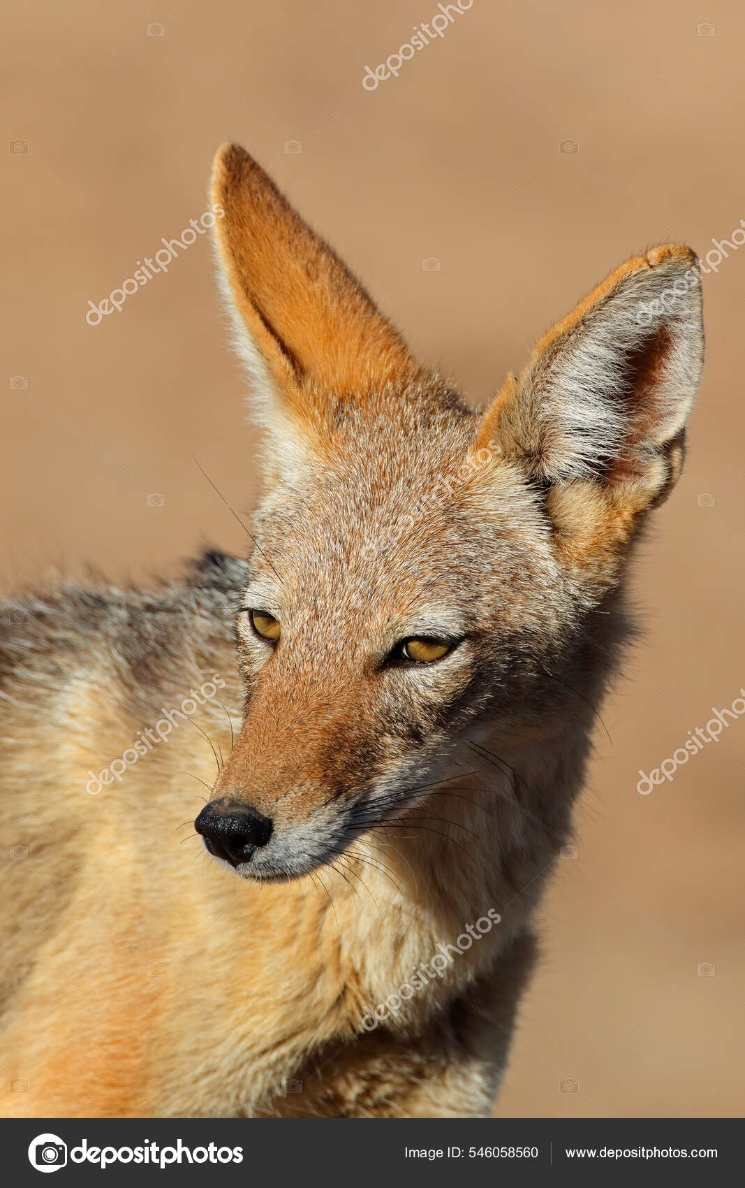 African Jackal Face