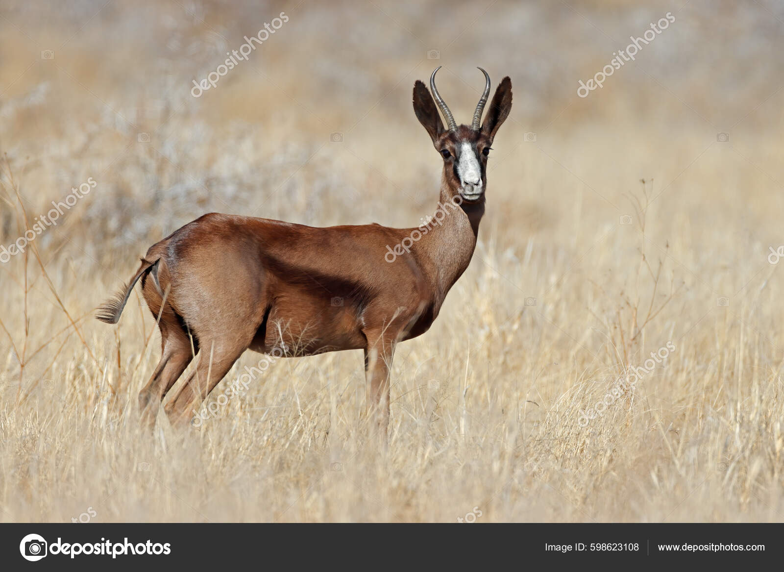 Springbok Antelope