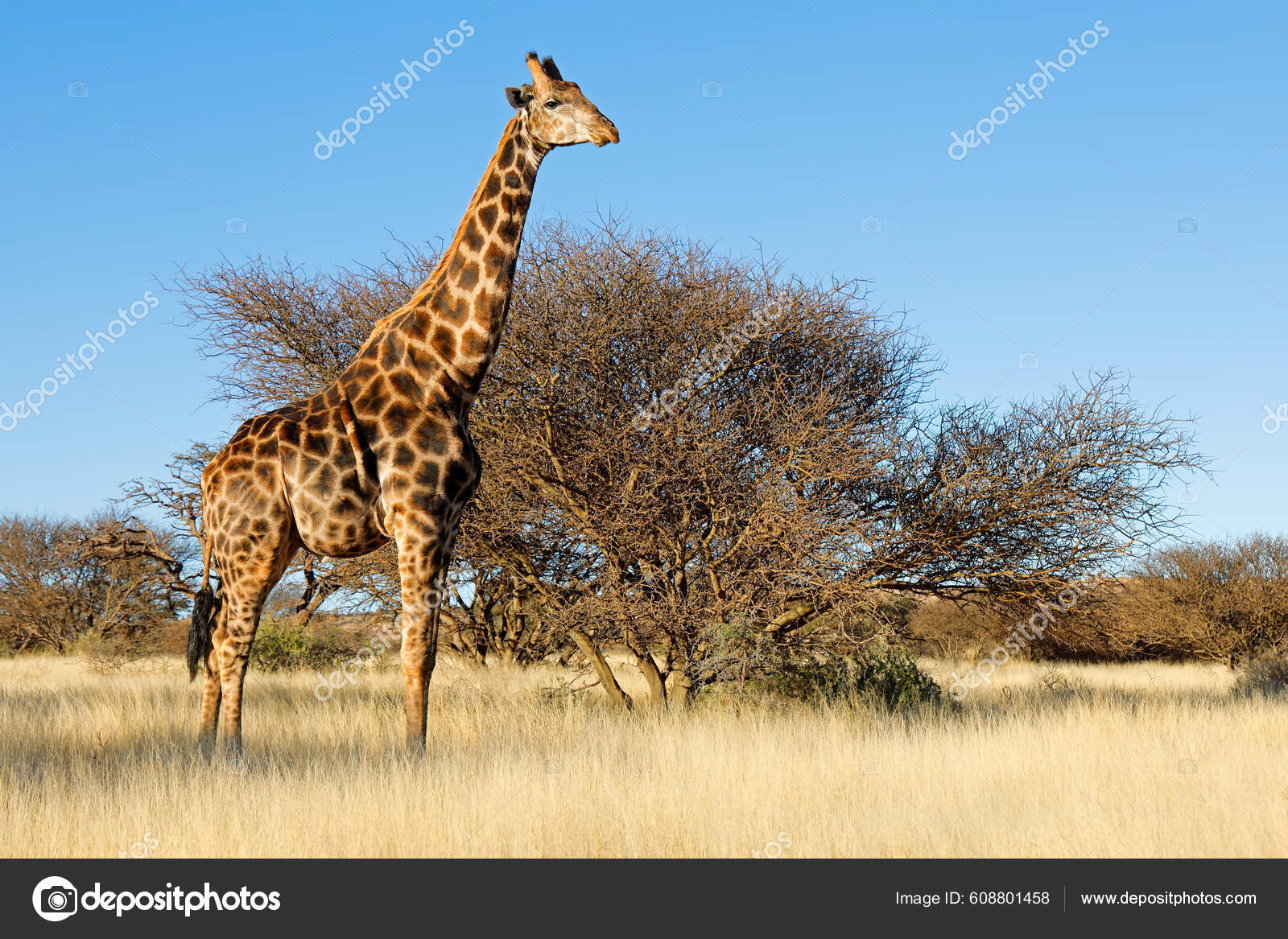 Una Jirafa Giraffa Camelopardalis Hábitat Natural Parque Nacional ...