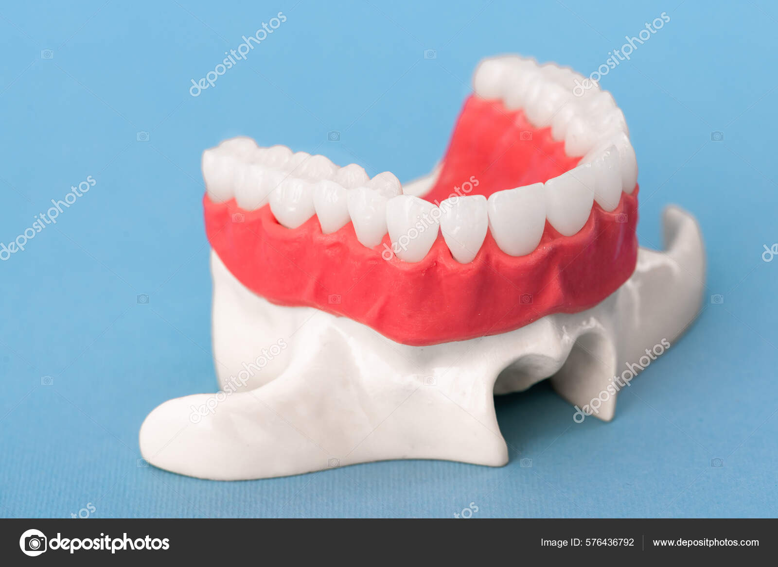 Mandíbula Humana Superior Con Modelo Anatomía Dental Aislado Sobre ...