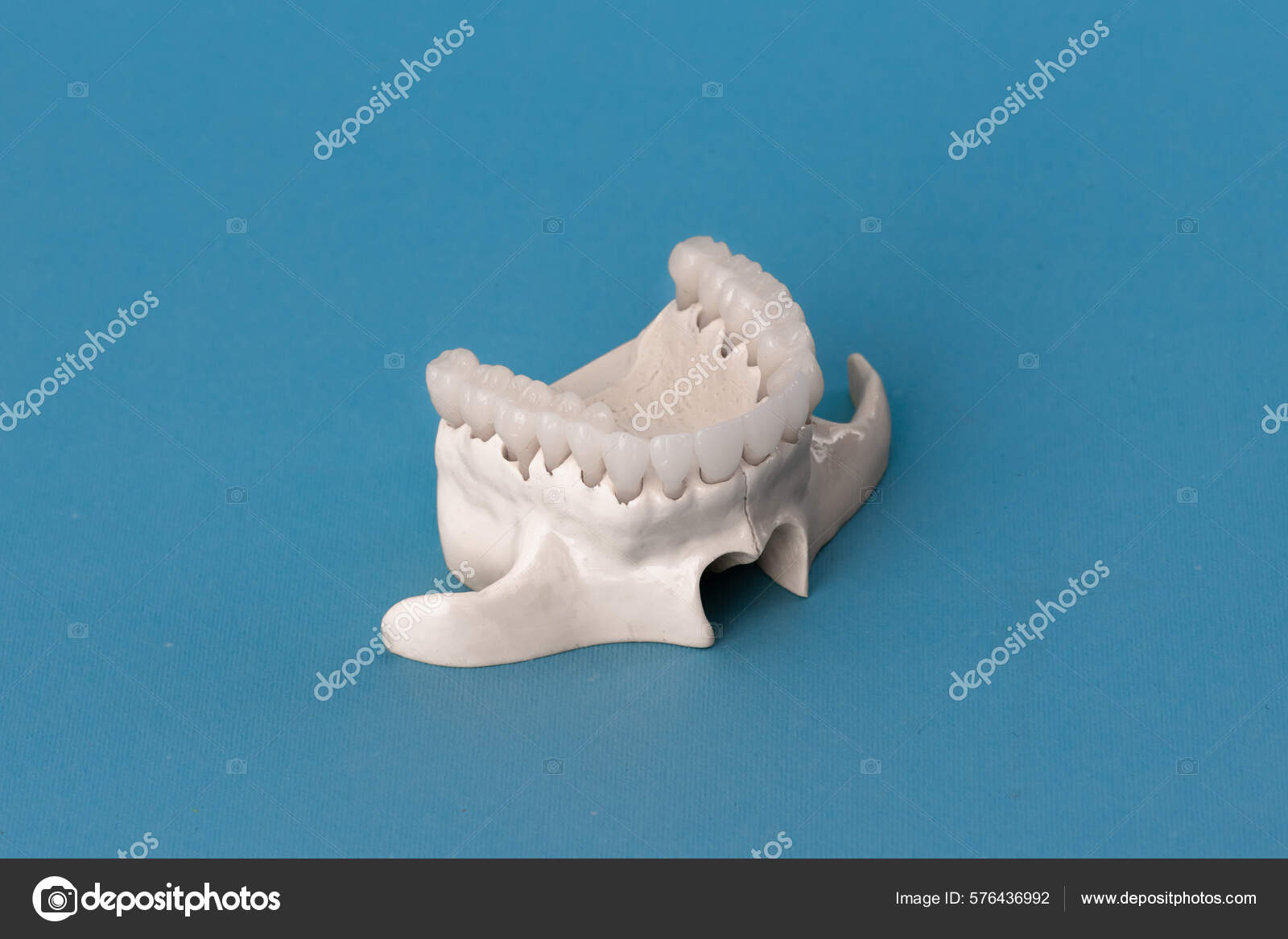 Upper Human Jaw Teeth Anatomy Model Isolated Blue Background Healthy ...