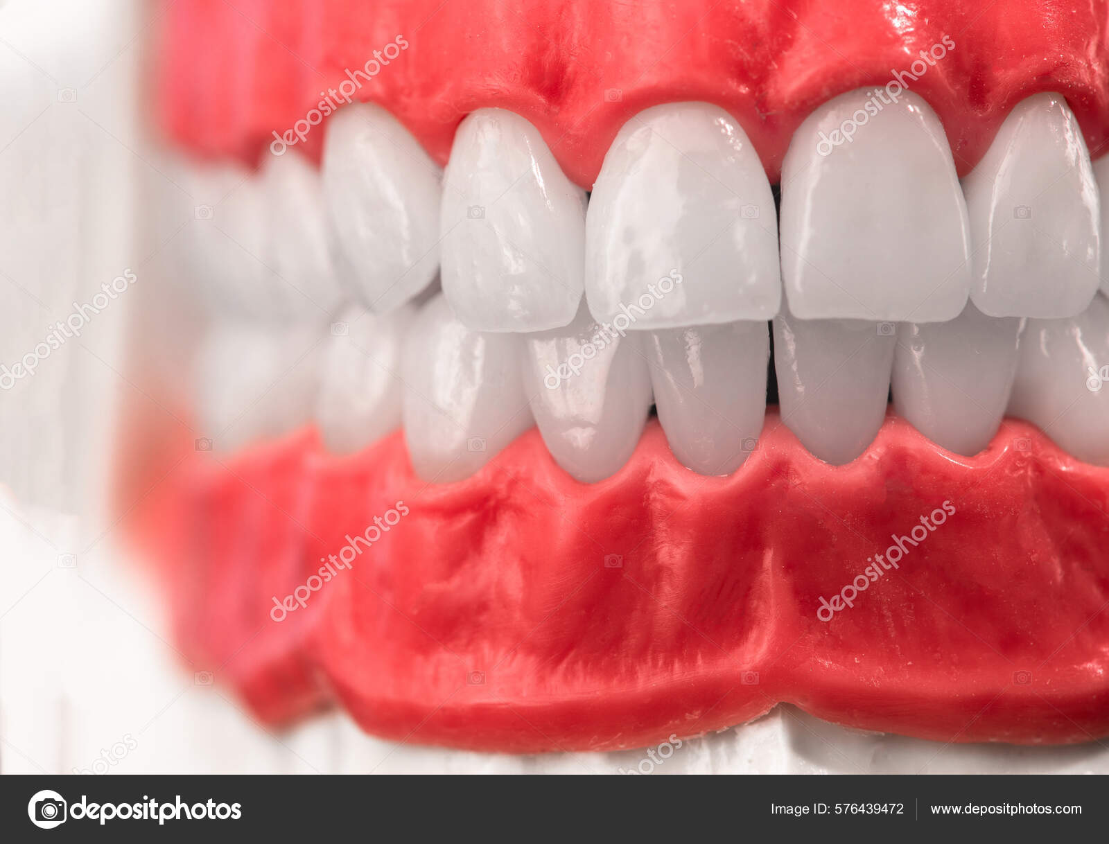 Mâchoire Humaine Avec Des Dents Des Gencives Modèle D'anatomie Isolé image libre de droit par ...