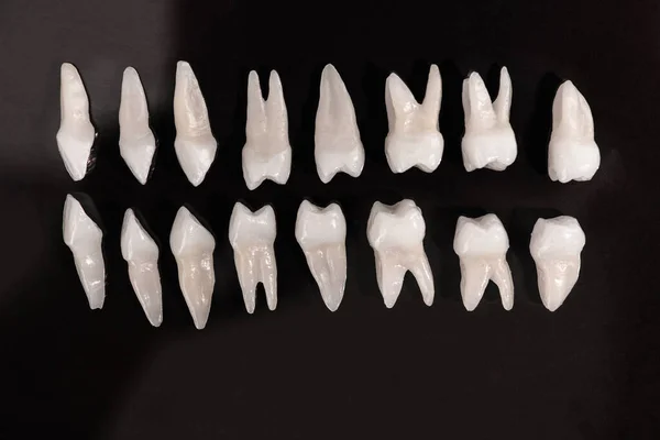 Real Human Teeth