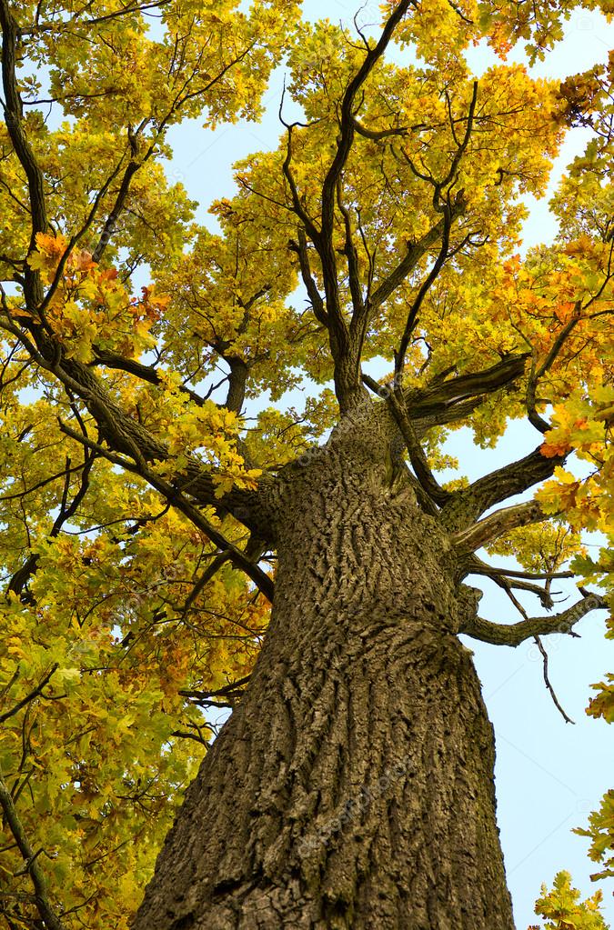 Oak tree in autumn — Stock Photo © Alekcey #12826733