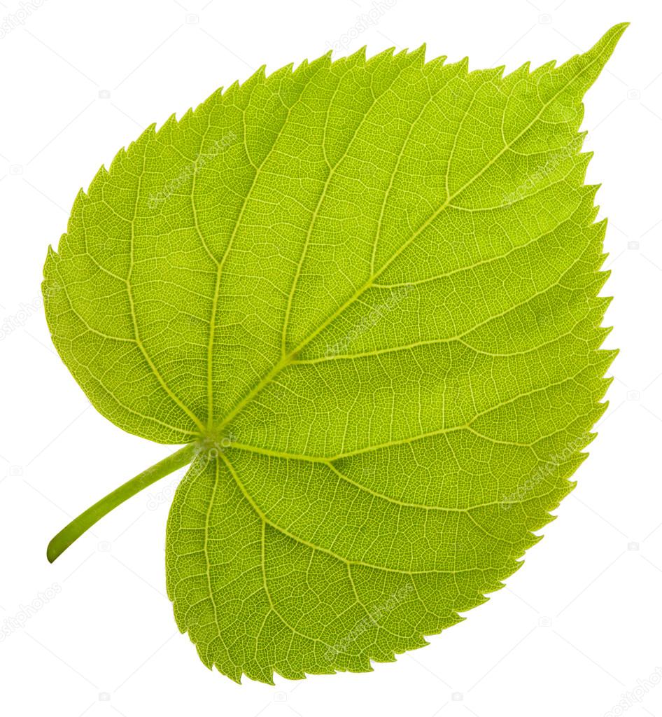 feuille de tilleul — Photographie Alekcey © #14259047