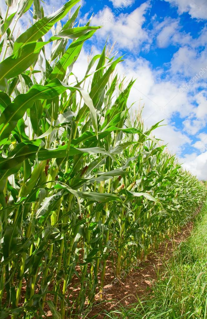 Corn field Stock Photo by ©NataliGlado 13208283