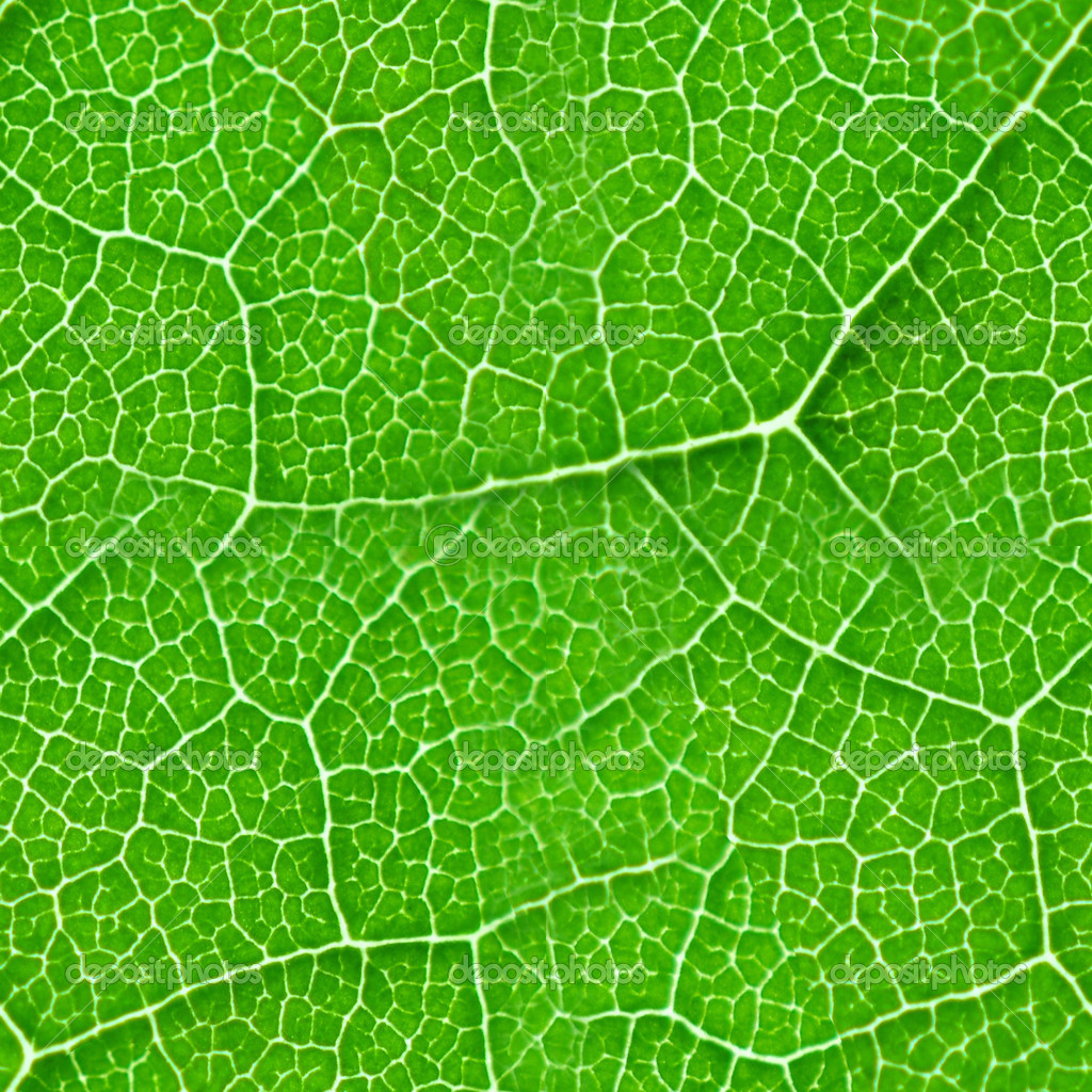 Seamless texture foglia verde — Foto Stock © tony4urban #36930167