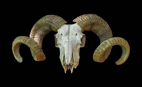 Ram skull Stock Photos, Royalty Free Ram skull Images | Depositphotos