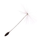 Single isolated dandelion seed — Stock Photo © Dr.PAS #6650960