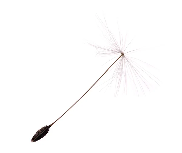 Single isolated dandelion seed — Stock Photo © Dr.PAS #6650960 Single isolated dandelion seed — Stock Photo © Dr.PAS #6650960