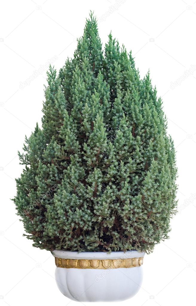 Small evergreen tree in pot Stock Photo by ©Dr.PAS 24180341