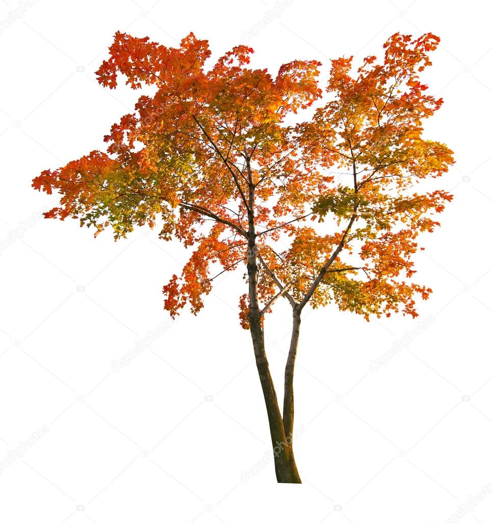 Maple Tree White Background