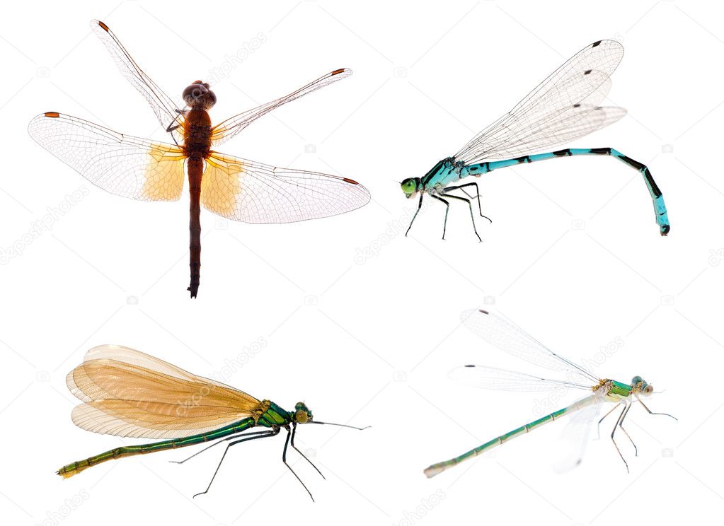 Set of four isolated dragonflies Stock Photo by ©Dr.PAS 24181303