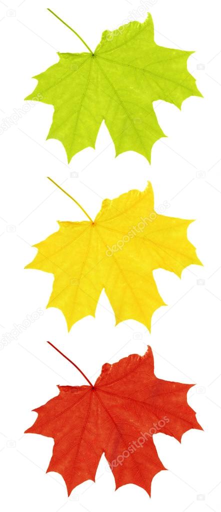 Three color maple leaves isolated on white — Stock Photo © Dr.PAS #24181465