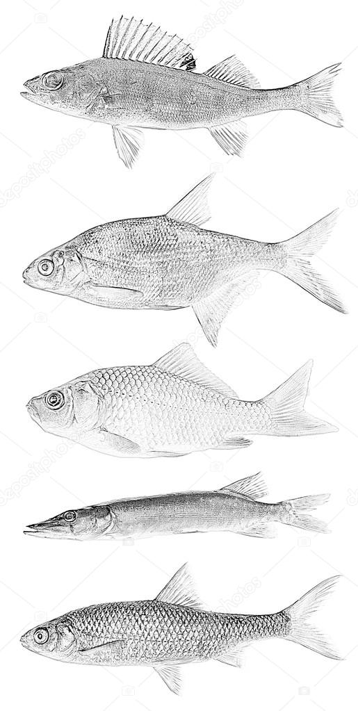 Set of fish sketches isolated on white Stock Illustration by ©Dr.PAS ...