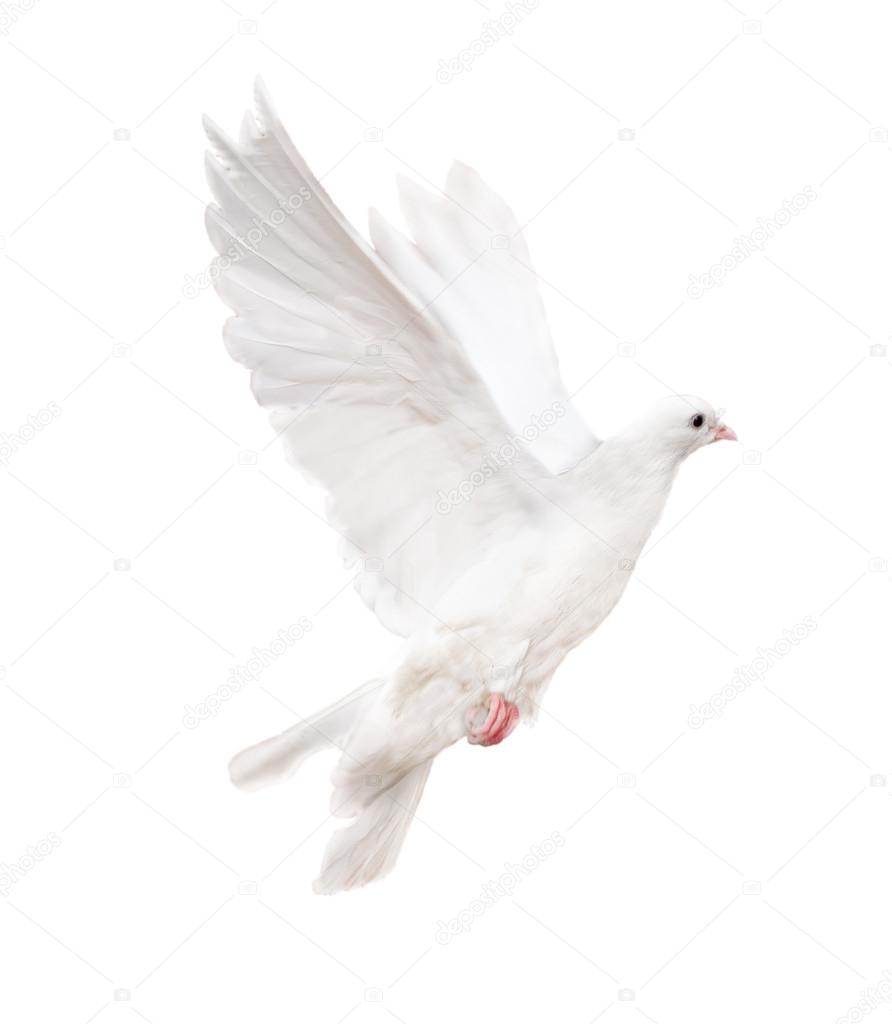 Isolated white dove Stock Photo by ©Dr.PAS 24181975