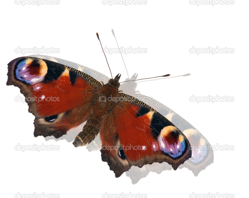 Dark red emperor moth with reflection Stock Photo by ©Dr.PAS 24181997
