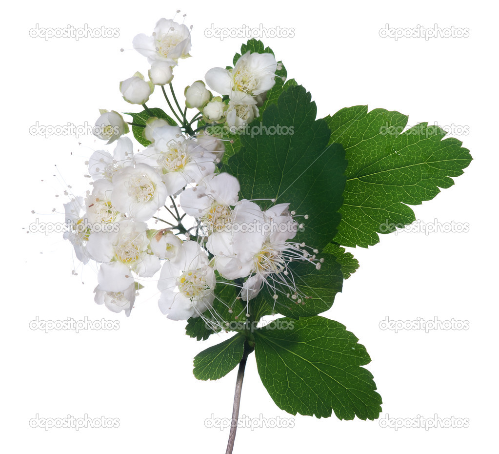 Isolated tree branch with white flowers — Stock Photo © Dr.PAS #24182055