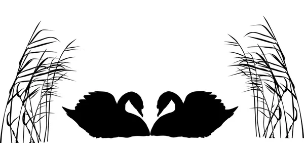 227 Cygnet Vectors - Free & Royalty-free Cygnet Vector Images ...