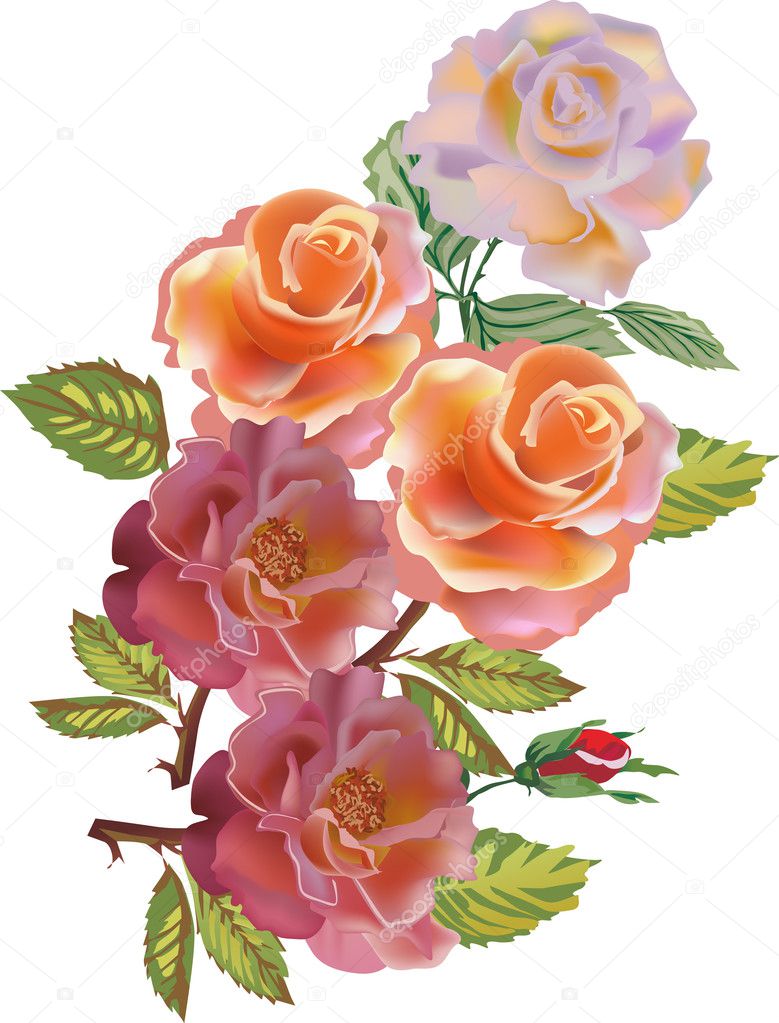 Five beautiful roses isolated on white Stock Vector Image by ©Dr.PAS ...