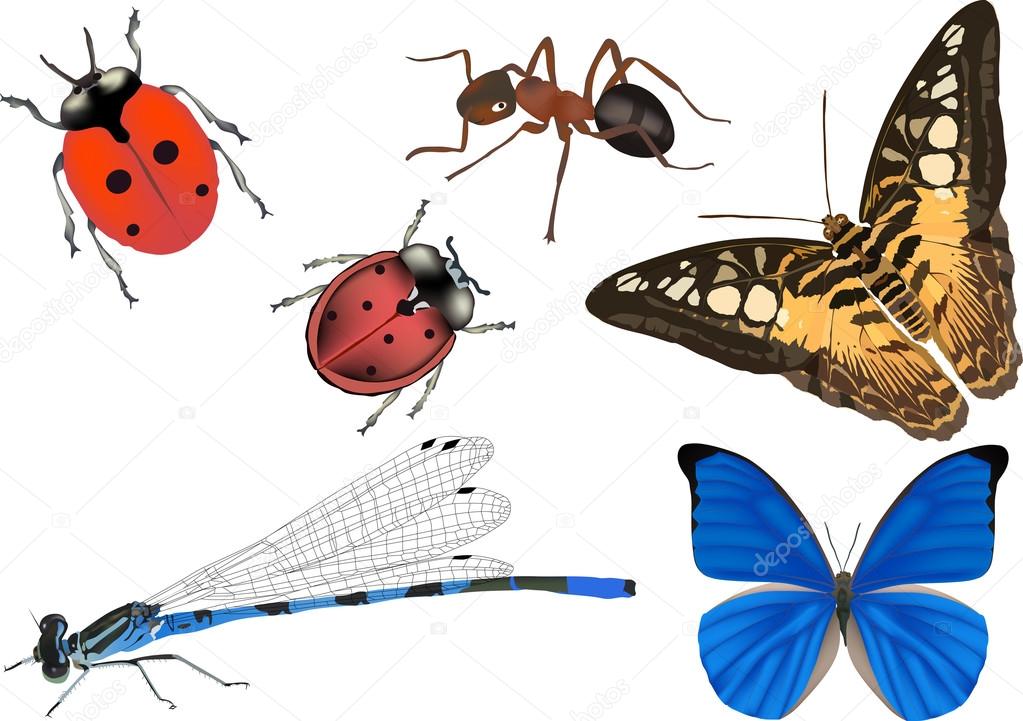 Color insects collection on white Stock Vector Image by ©Dr.PAS #24185907