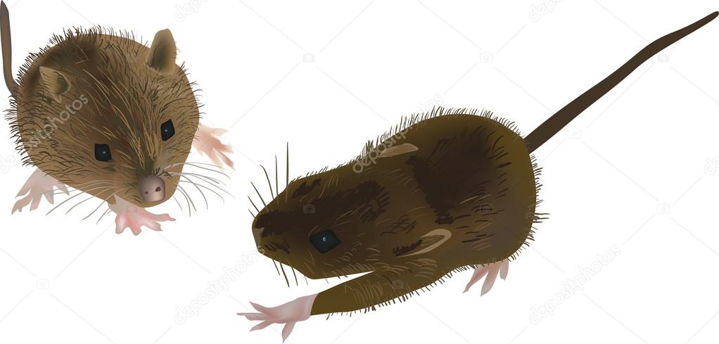 Two small mouses isolated on white Stock Vector Image by ©Dr.PAS #24186825